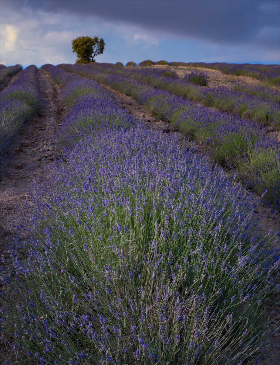 Lavanda y trufa en San Felices, Soria